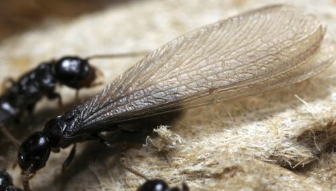 ¿Termitas u hormigas aladas? - Arumia, Control de plagas en A Coruña